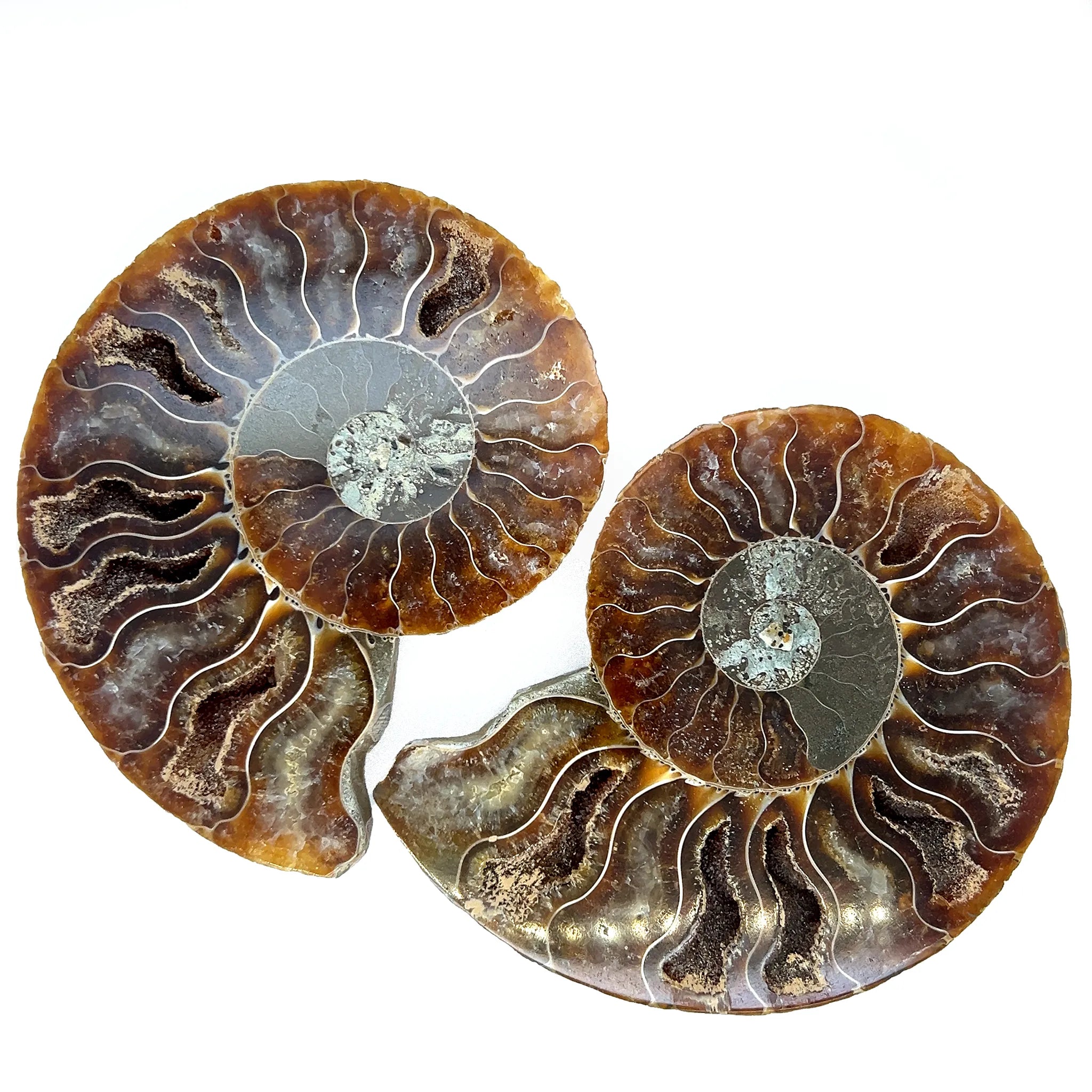 Opalised Ammonite Pair – Feel Crystals and Jewellery